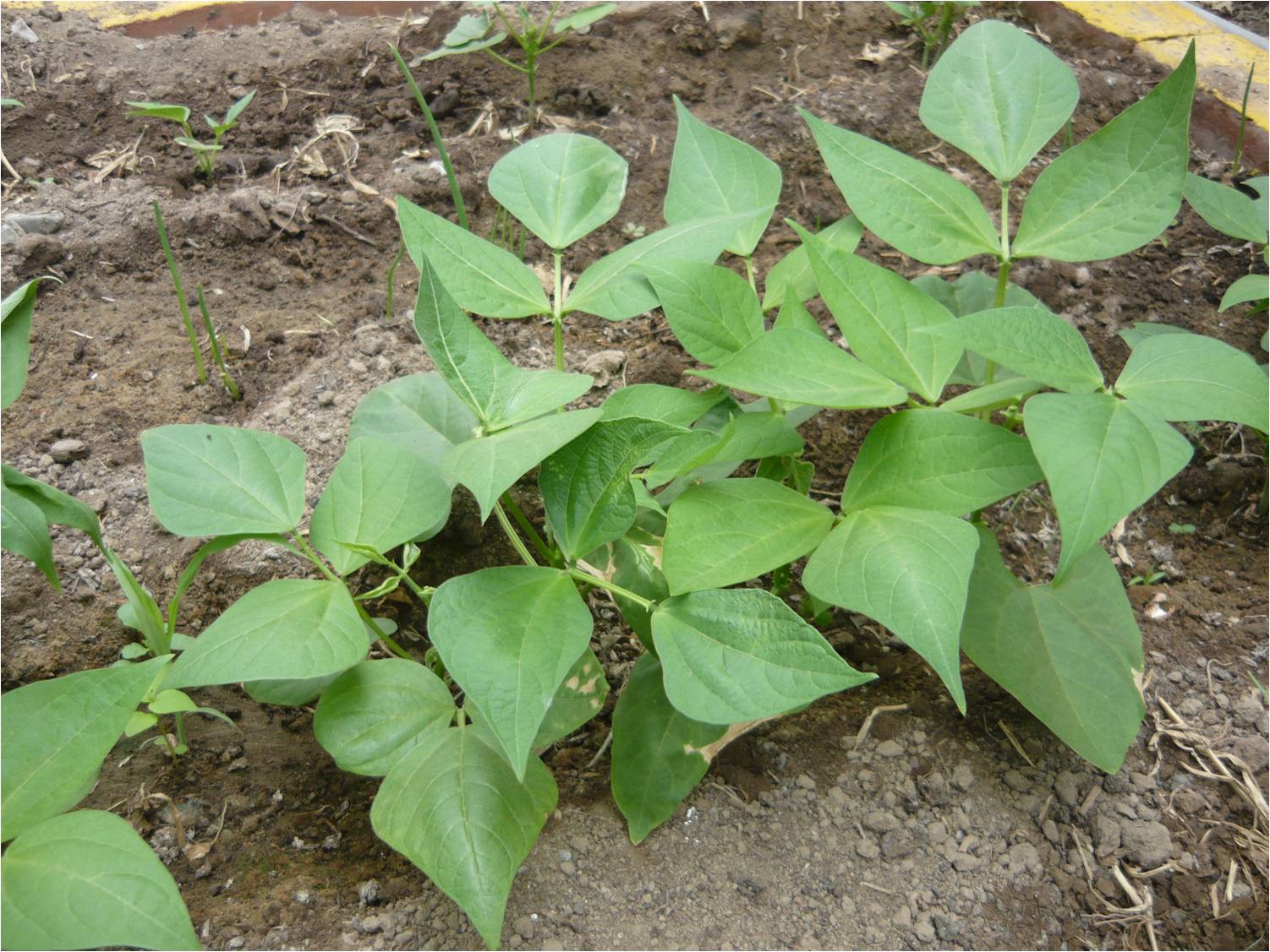 ALTERNATIVA ECOLÓGICA: CULTIVO DE FRÍJOL VERDE