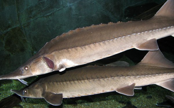 Desde las gavetas de mi escritorio: Peculiaridades reproductivas de los ...