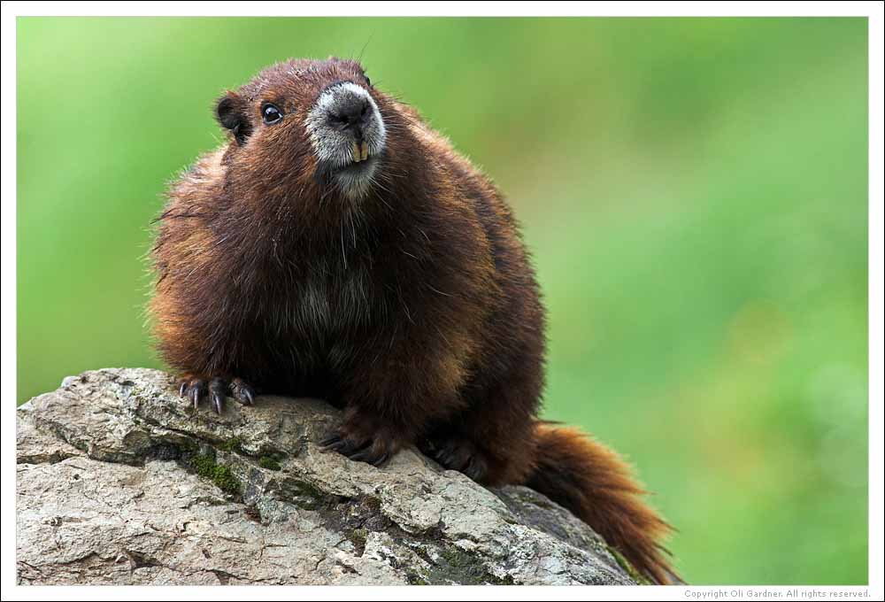 HQ Wallpapers: Marmot Wallpapers