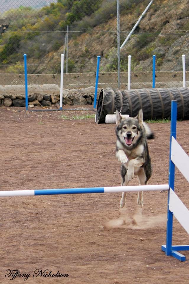 Perro Pastor Lobo Herreño: Perro Lobo Herreño