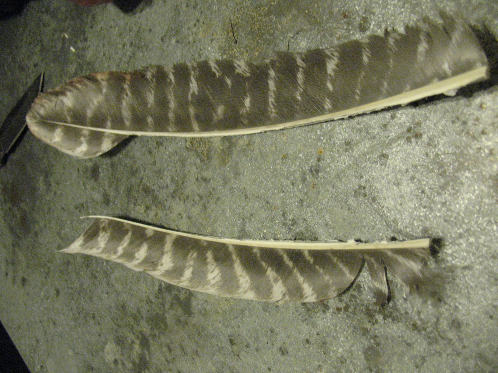 Sensible Survival: Making Arrow Fletchings from Whole Feathers