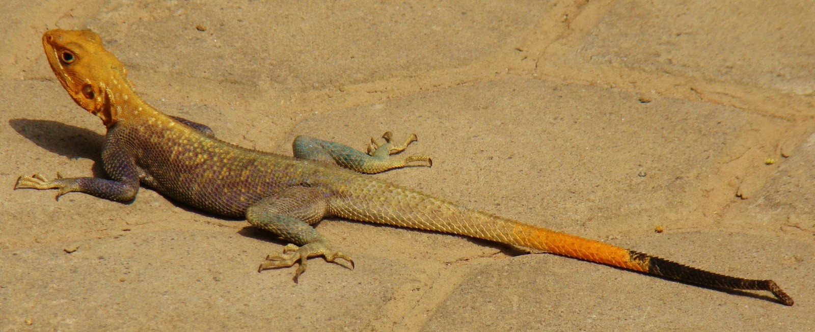 WAKING PLANET: Selected Flora and Fauna of Ghana,West Africa