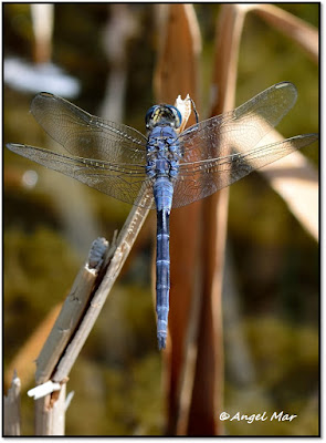 Butterflies and Dragonflies: Orthetrum trinacria (Una elegante libélula ...