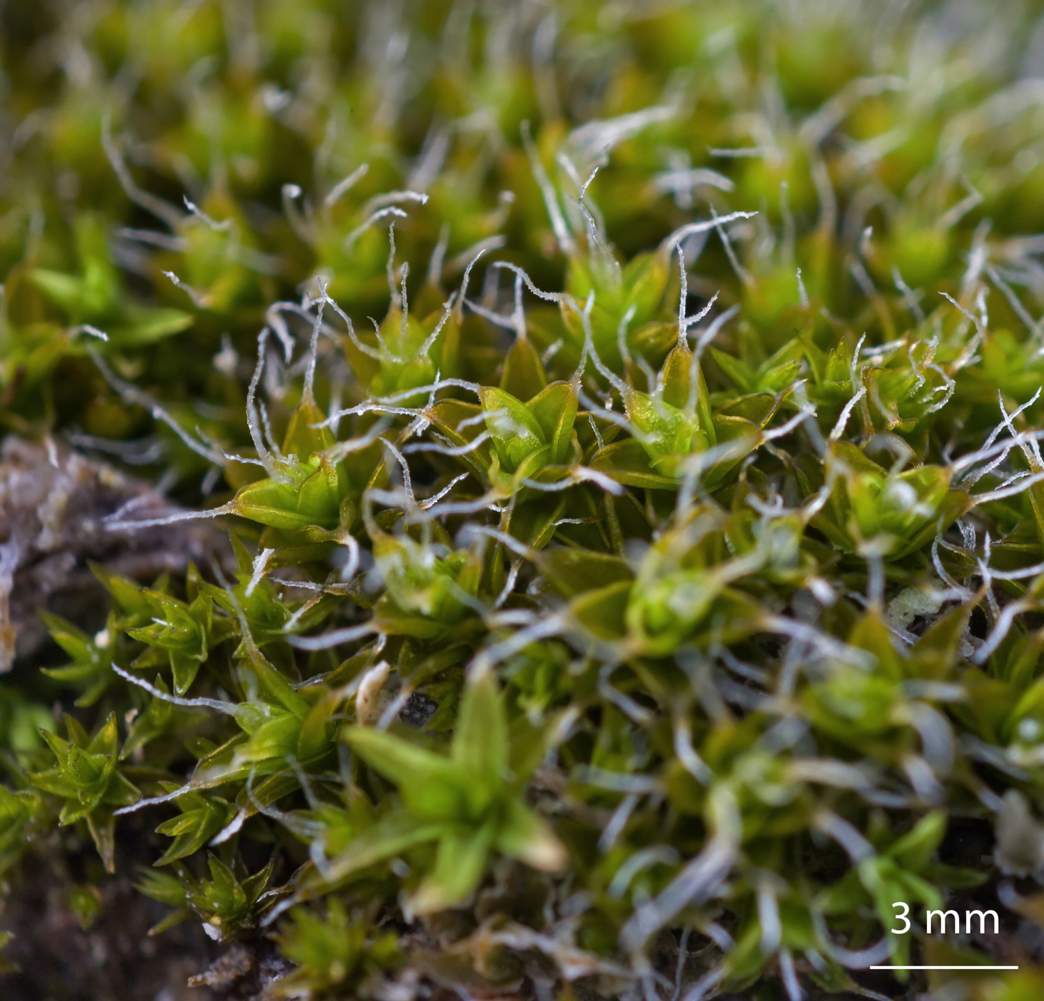 Proyecto Musgo: Syntrichia caninervis