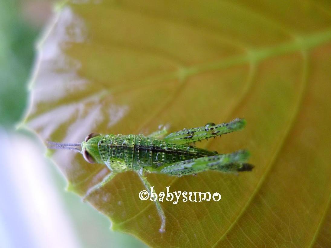 Baby Sumo Photography: Green translucent grasshopper - Kuala Lumpur ...