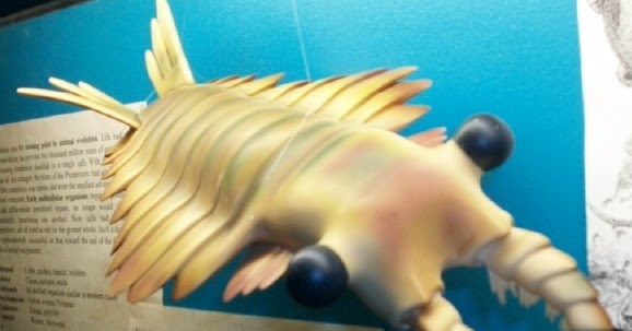 Info Hewan Tumbuhan Prasejarah: Anomalocaris, si leluhur arthropoda