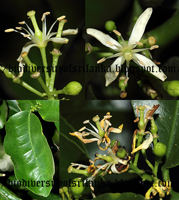 Biodiversity of Sri Lanka: පඹුරු[Pamburu](Pamburus missionis)