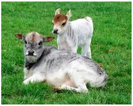 10 Miniature Cattle Breeds for Your Small Farm | Big Picture Agriculture