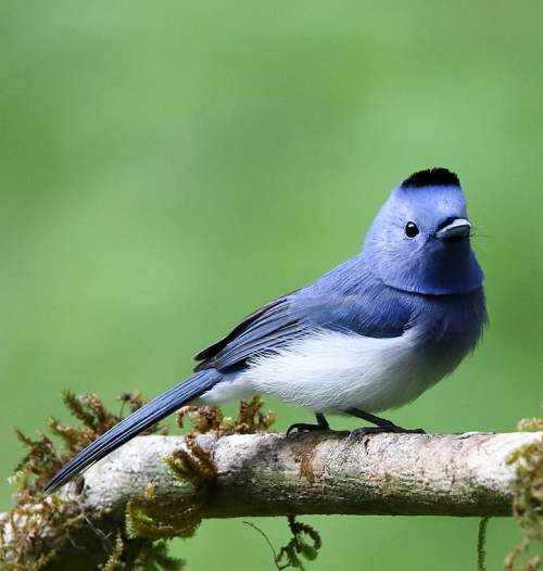 Black-naped monarch images | Birds of India | Bird World