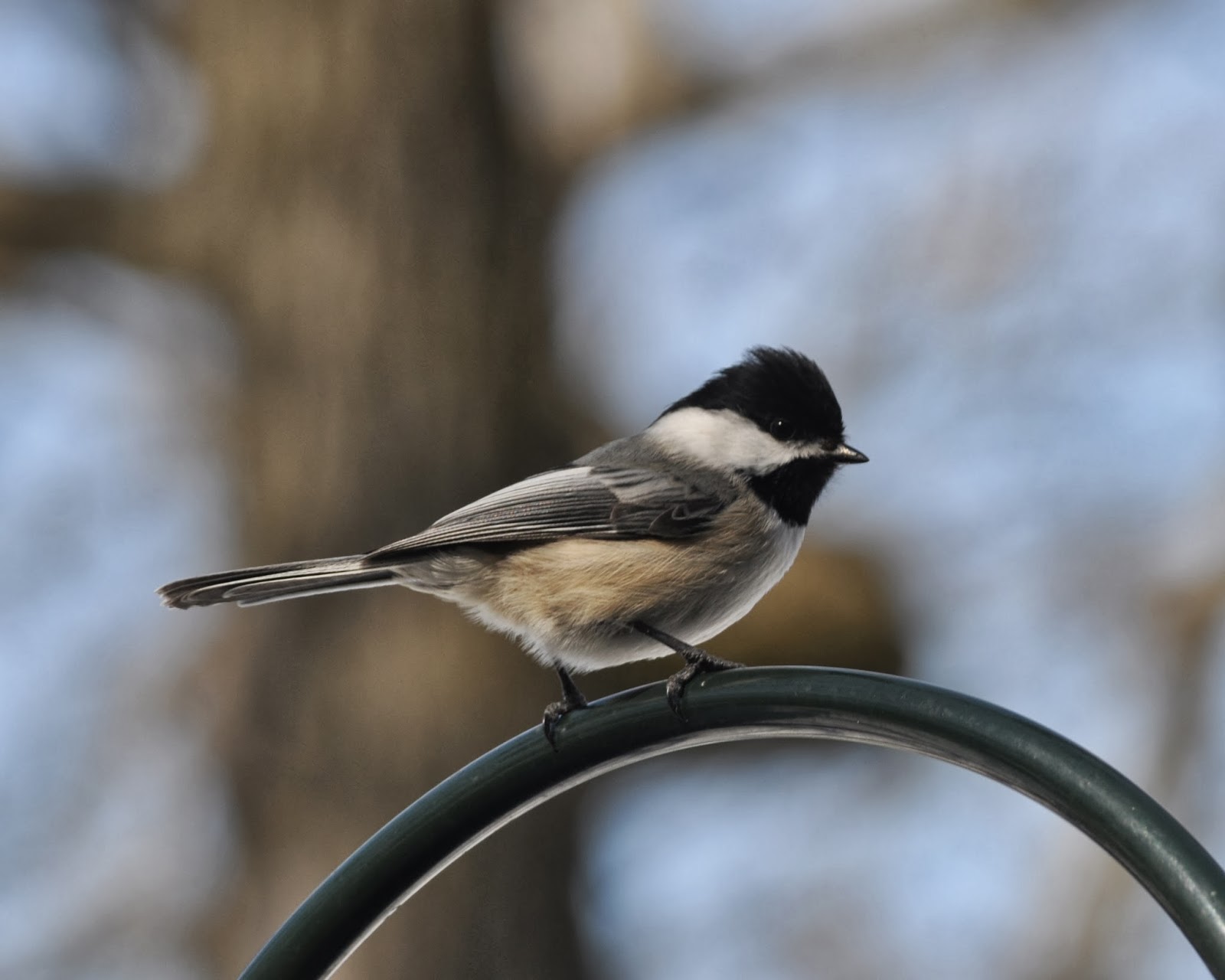 House In The Wood Outdoor Ed Center: Mating Season Begins...Black ...