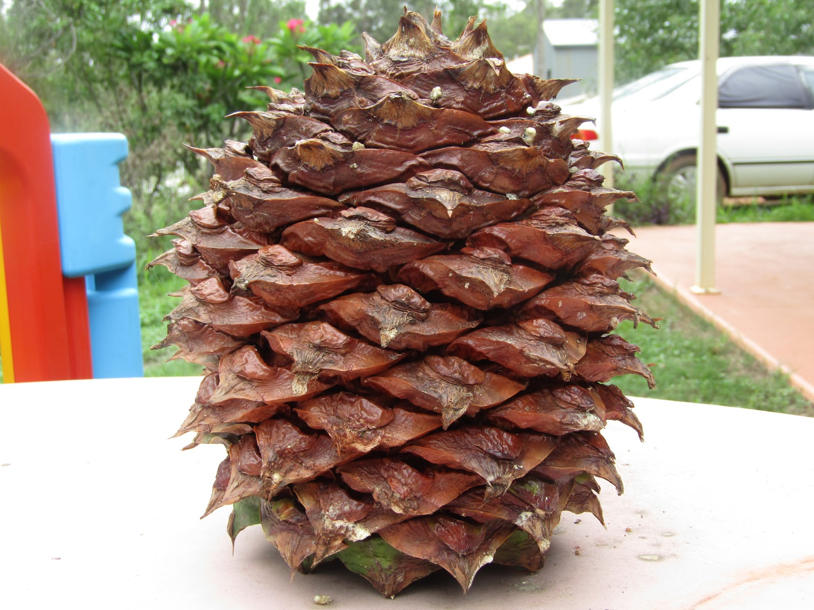 Gully Grove: Bunya foraging