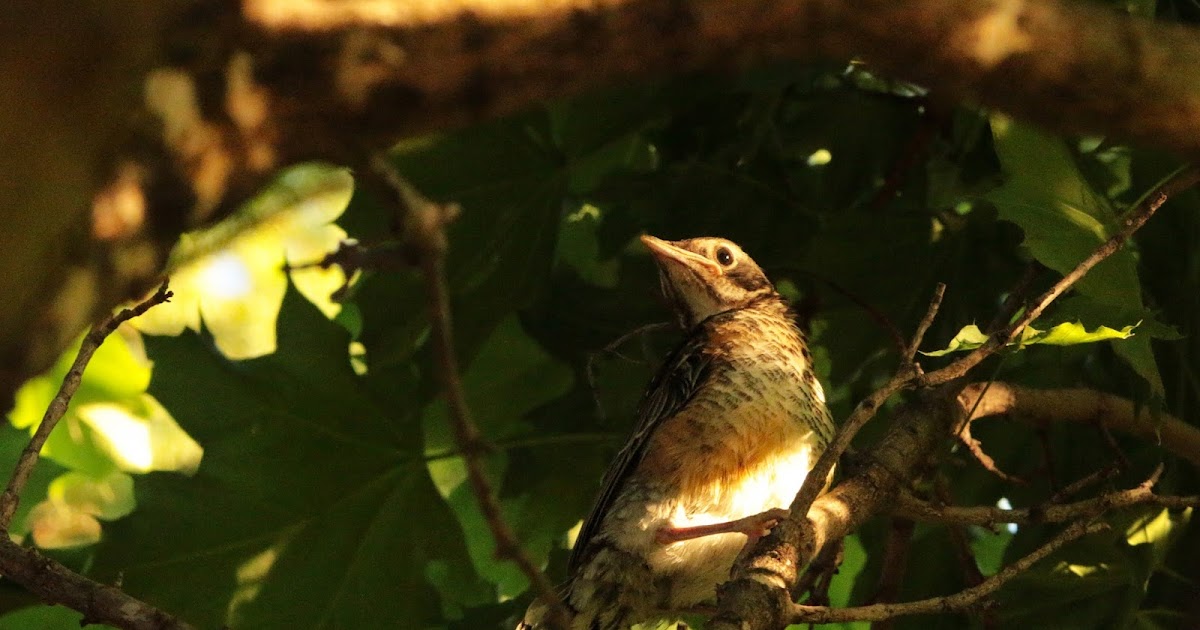 Identifying the Fledgling Stage of a Baby Bird | Nature Notes Blog