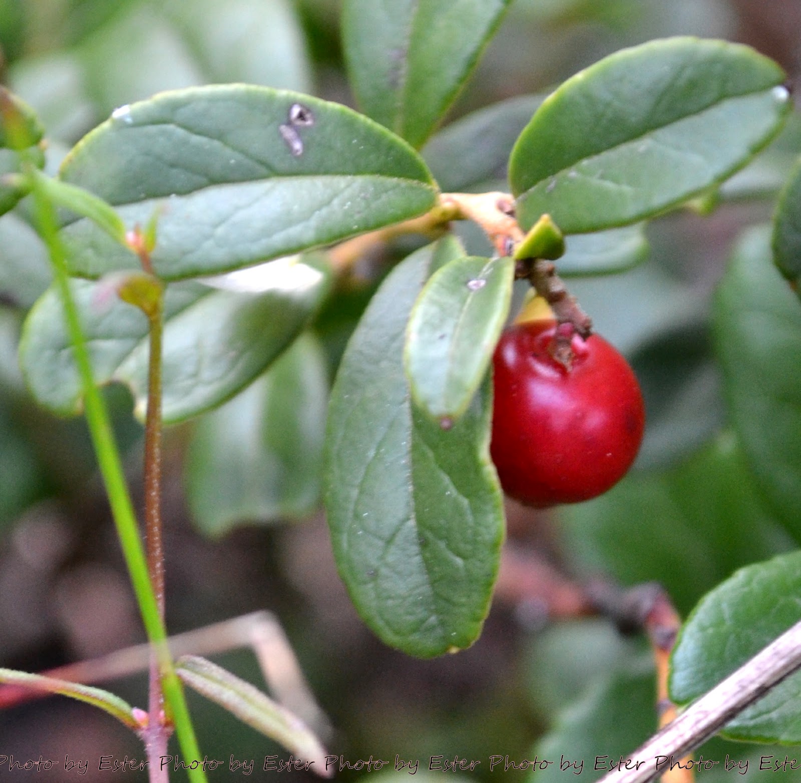 Esters Elegans: Lingon och blåbär...