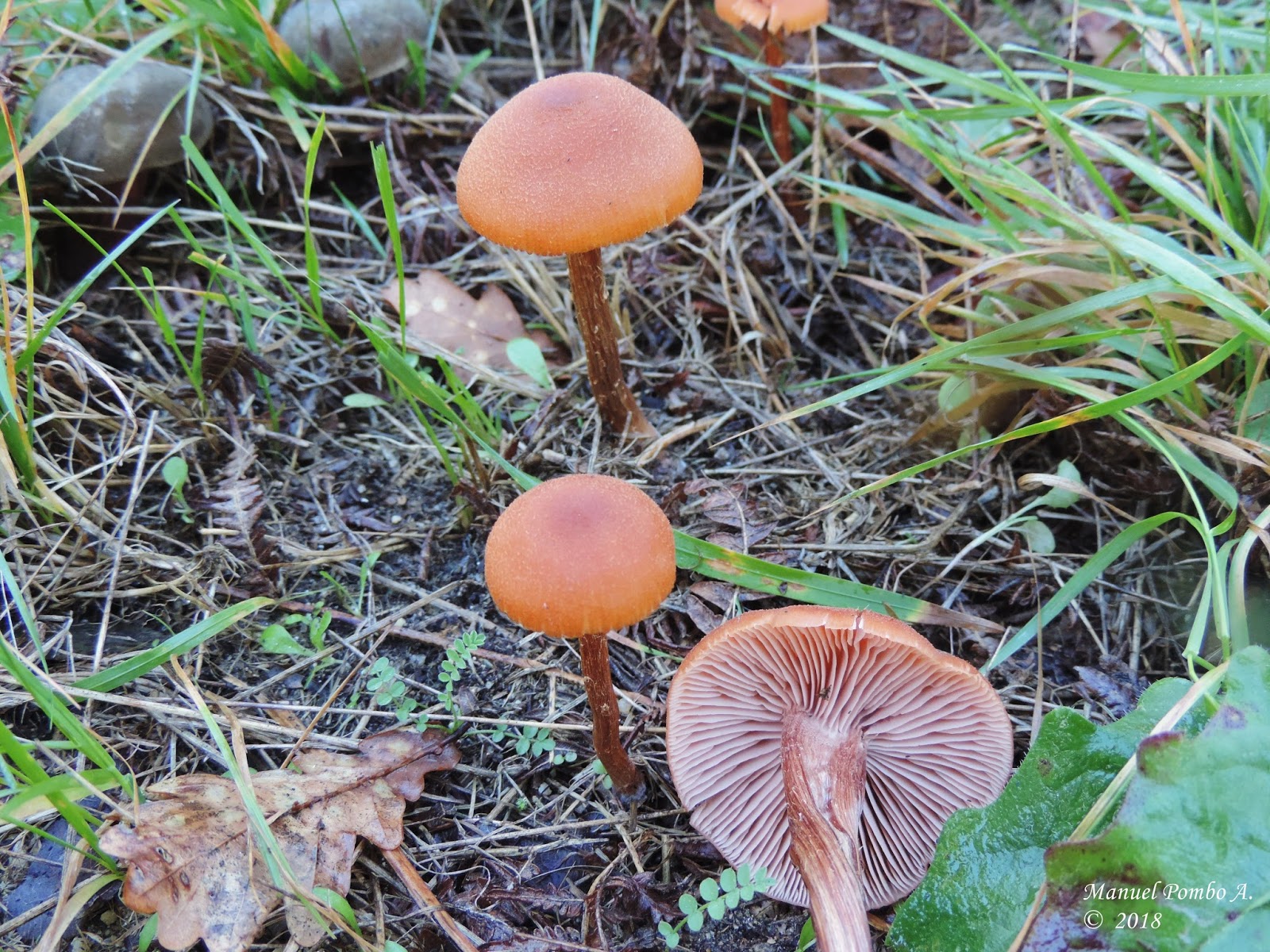Un micólogo aficionado: Laccaria laccata (Scop.: Fr.) Berk & Br.