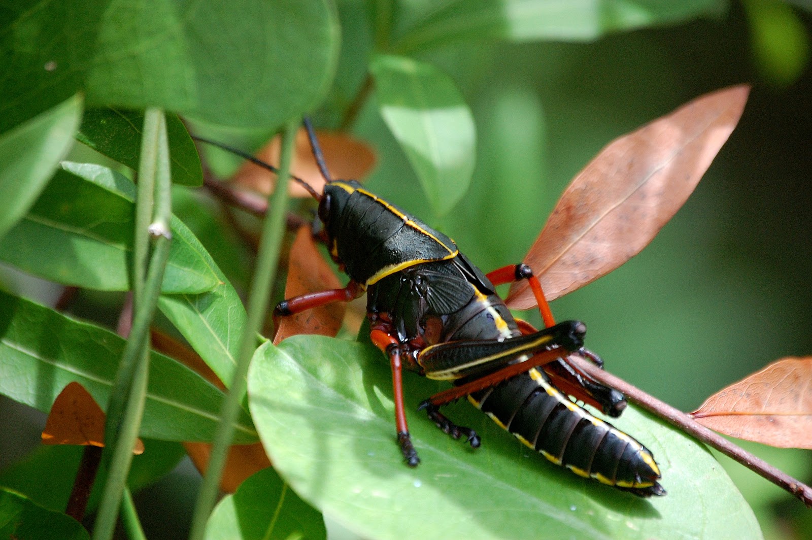Field Notes and Photos: Romalea microptera, Eastern Lubber Grasshopper