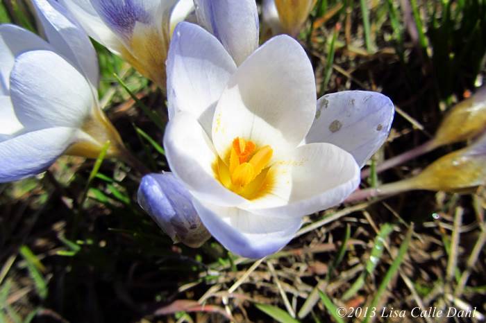 Descubriendo hojas: Crocus, anunciando la primavera