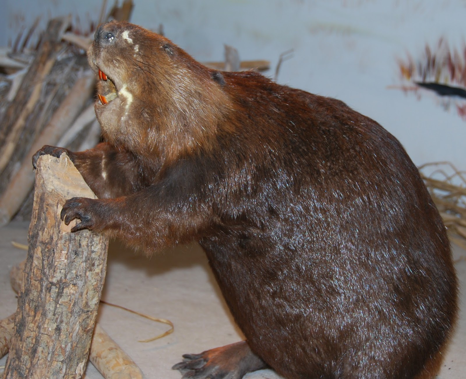 Demeur: Beaver the friday tracking version