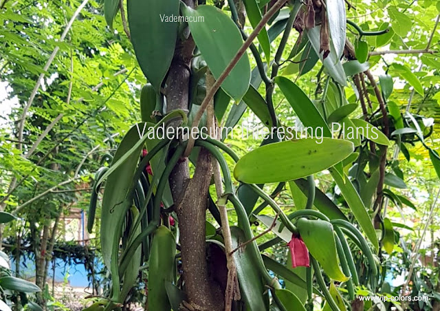 Vademecum Interesting Plants: Vanilla planifolia - Wanilia płaskolistna ...