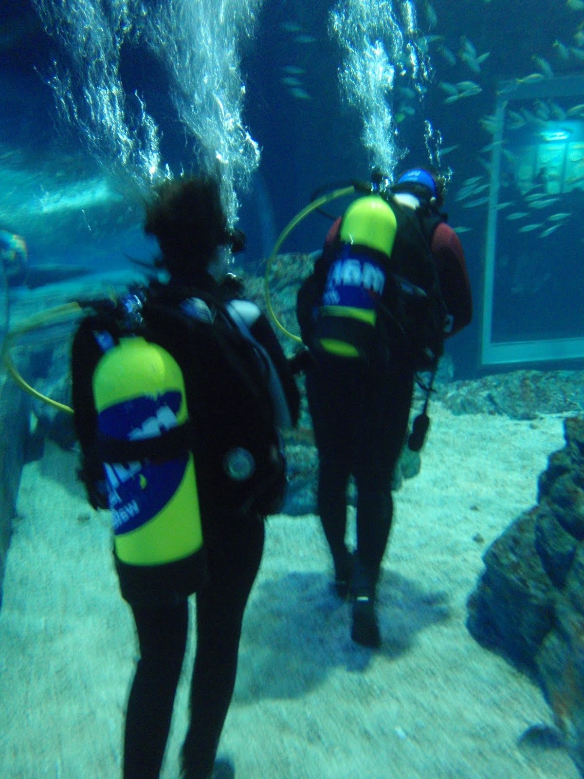 Alex on the Loose: Shark Diving in Busan