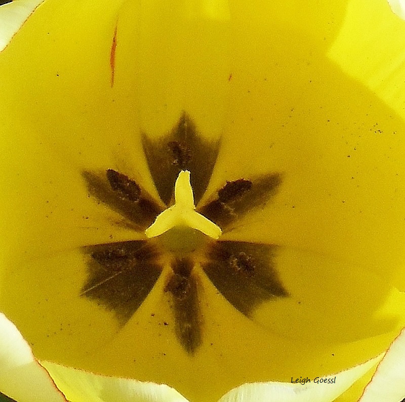Photos by Leigh Goessl: In photos: Anatomy of a tulip