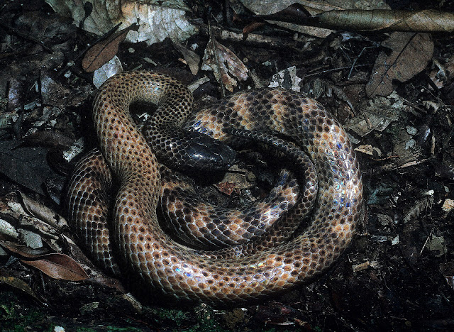 Ular Asli Indonesia: Ular Putih (Micropechis ikaheka)