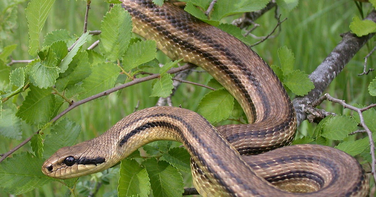 Balkan Wildlife: Snakes In Bulgaria 6. - Four-lined snake