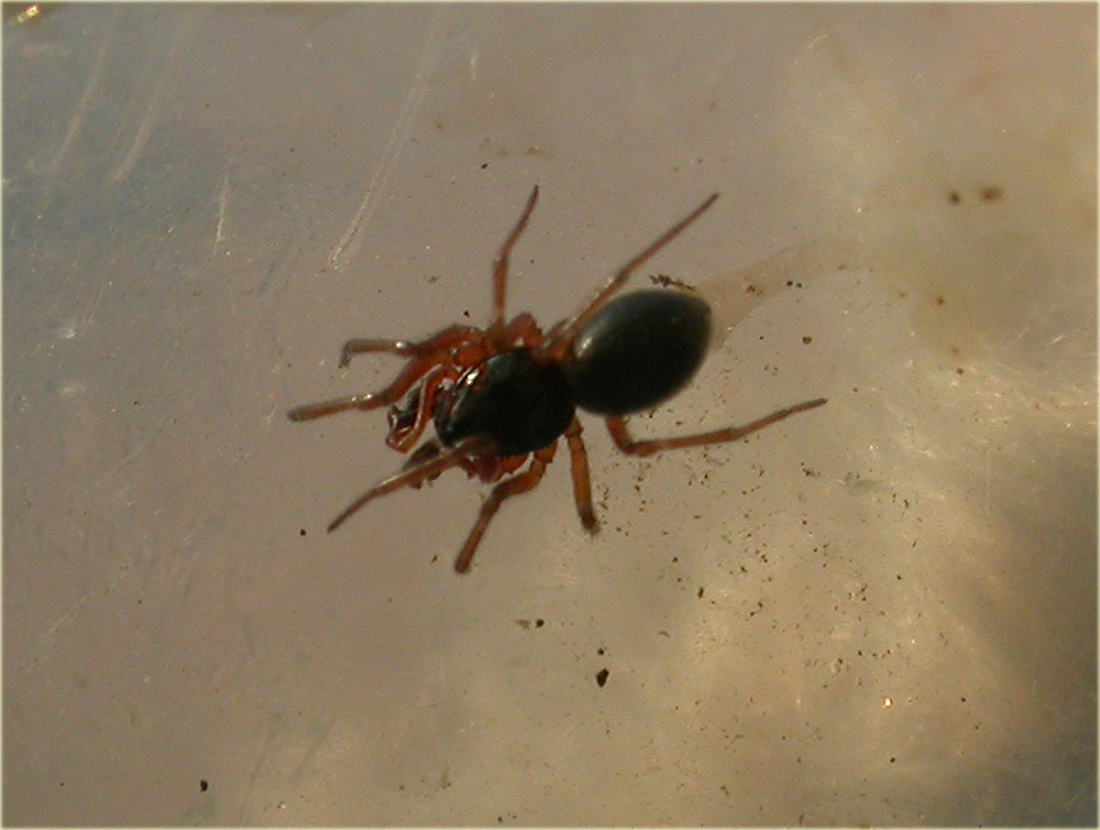 Arachnerds: Erigone sp.