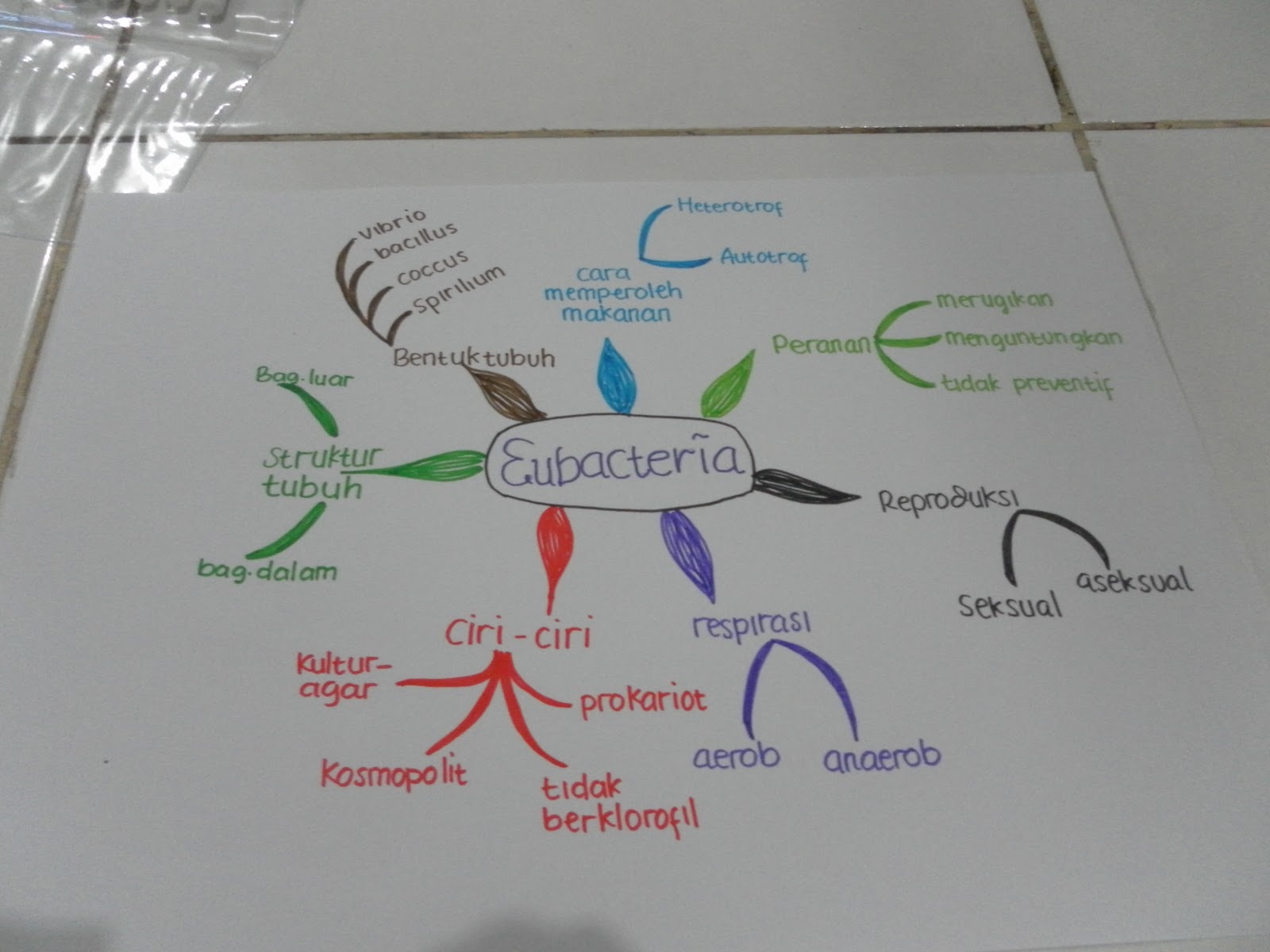 Nia's Journey: The Simple Mind Map of Eubacteria (biologi)