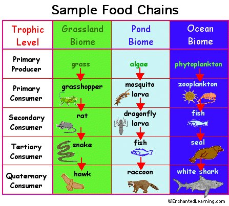 Teacher Ana: FOOD CHAINS (SCIENCE UNIT 6: THE BIOSPHERE)