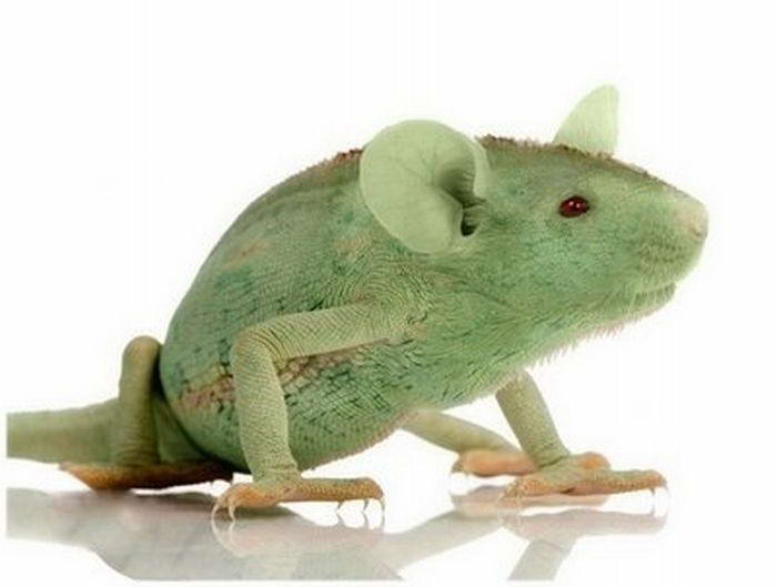 Top World News: Funny Hybrids Animals