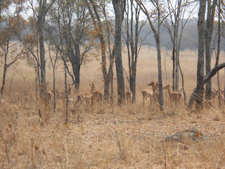 Well, It's Africa...: Looks Like Spring: The Msasa Tree