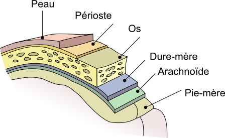 Anatomie du système nerveux | Récap' IDE