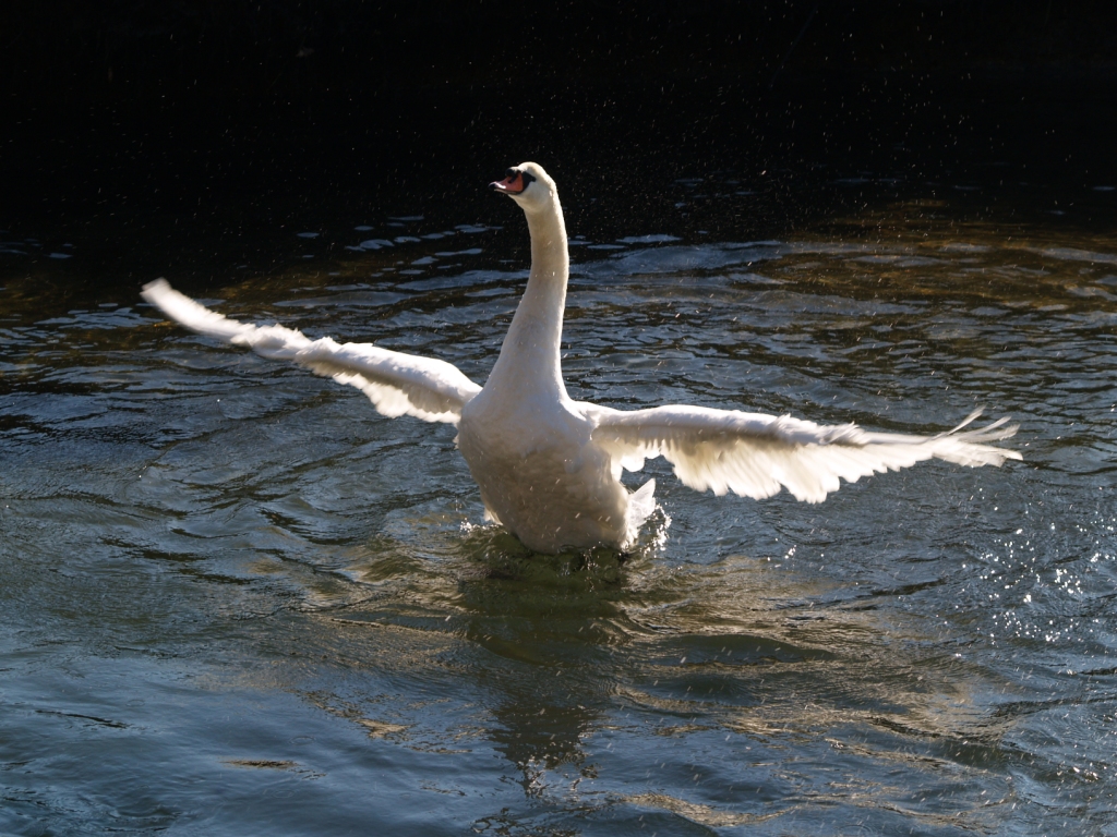 Fotografiando mi Mundo: Cisnes...los más grandes, en tamaño y en belleza