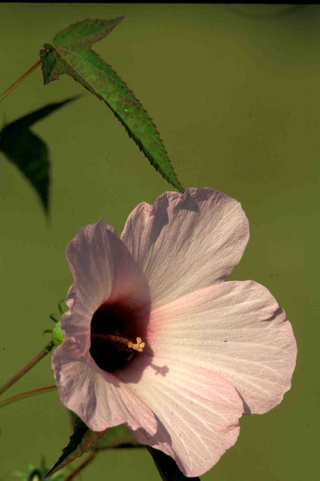 Kentucky Native Plant and Wildlife: Plant of the Week: Halberd-leaved ...