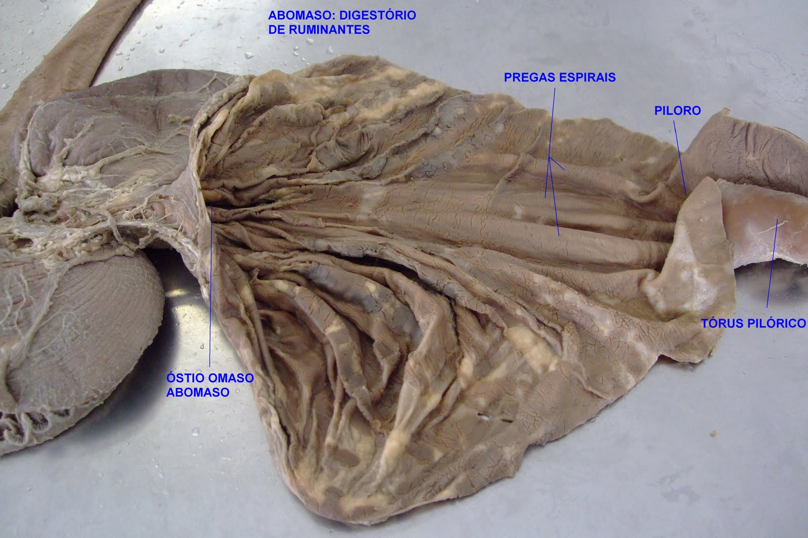 Medicina Veterinária: Anatomia - Sistemas Orgânicos