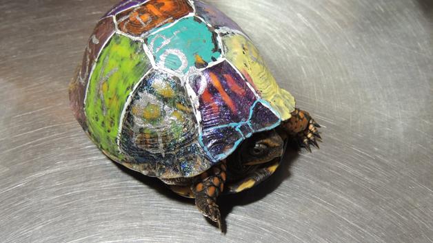 White Wolf : Wildlife center rescues a turtle covered in graffiti (Video)