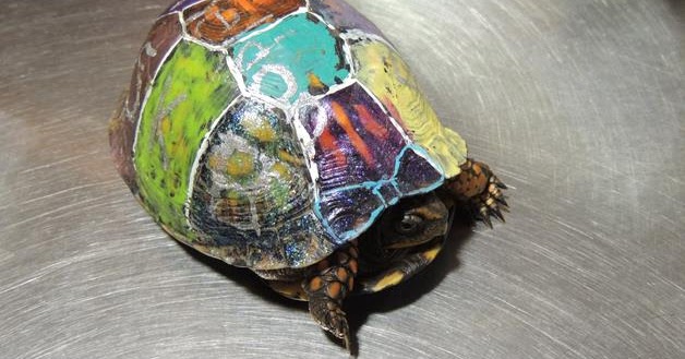 White Wolf : Wildlife center rescues a turtle covered in graffiti (Video)