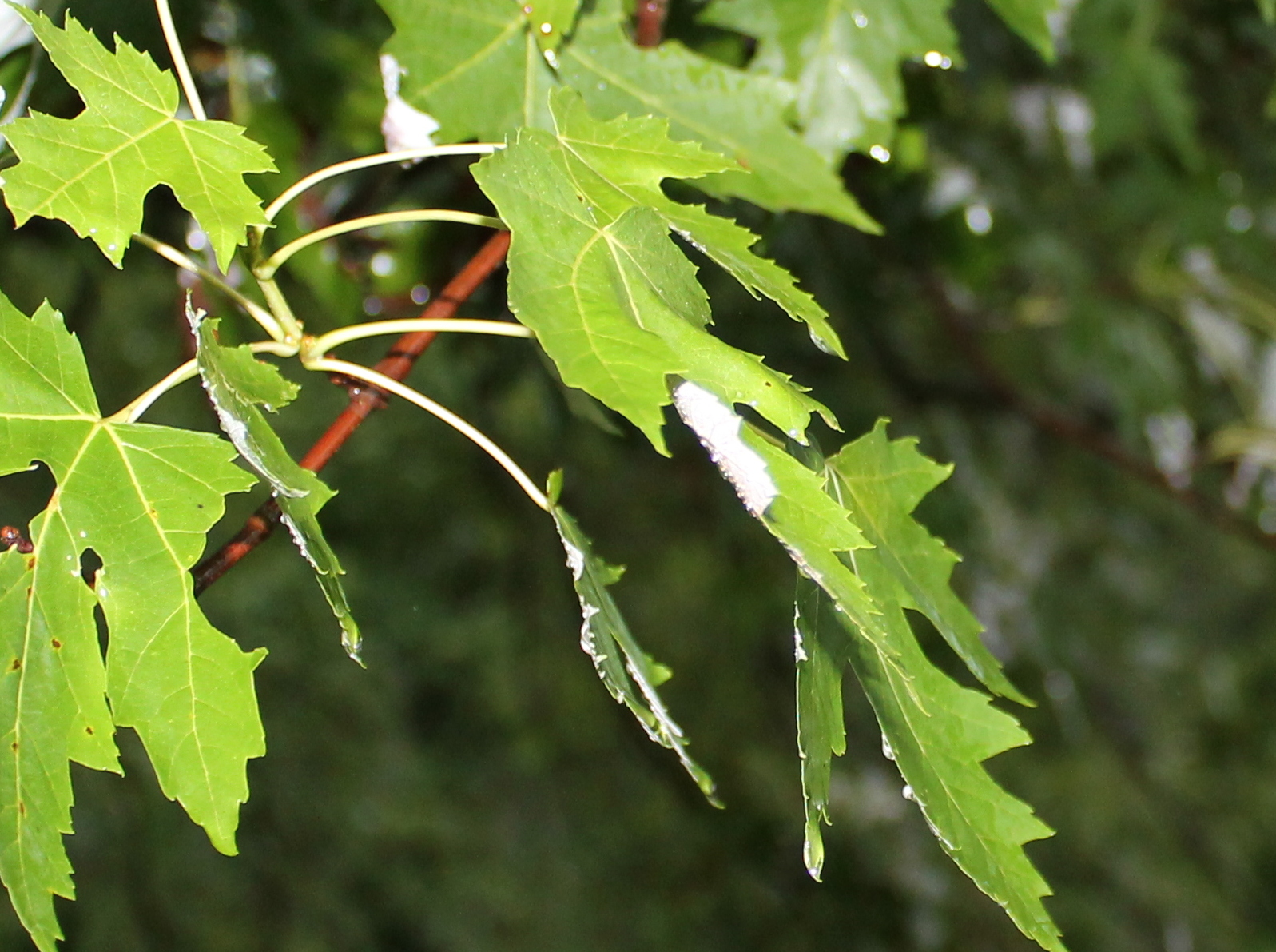 FOLKWAYS NOTEBOOK: SILVER MAPLE LEAF PATTERN