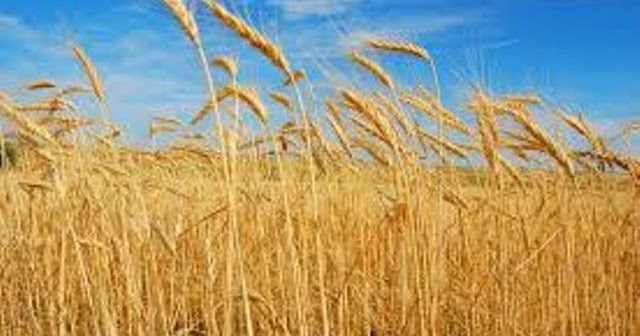 Todo Somos Uno: LA ESPIGA Y LA VIDA