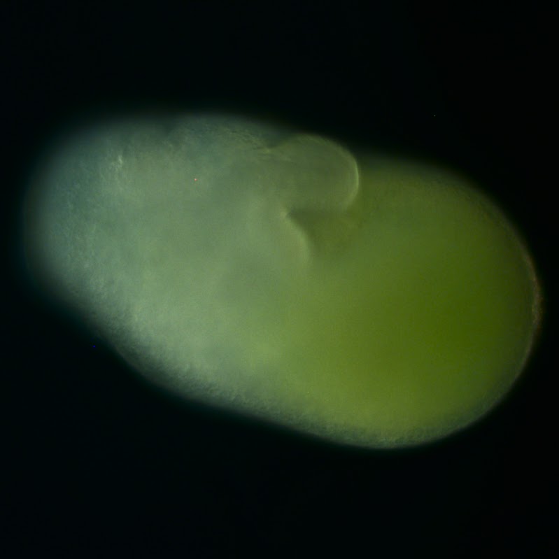 Invertebrate Embryology: Planktotrophy versus lecithotrophy