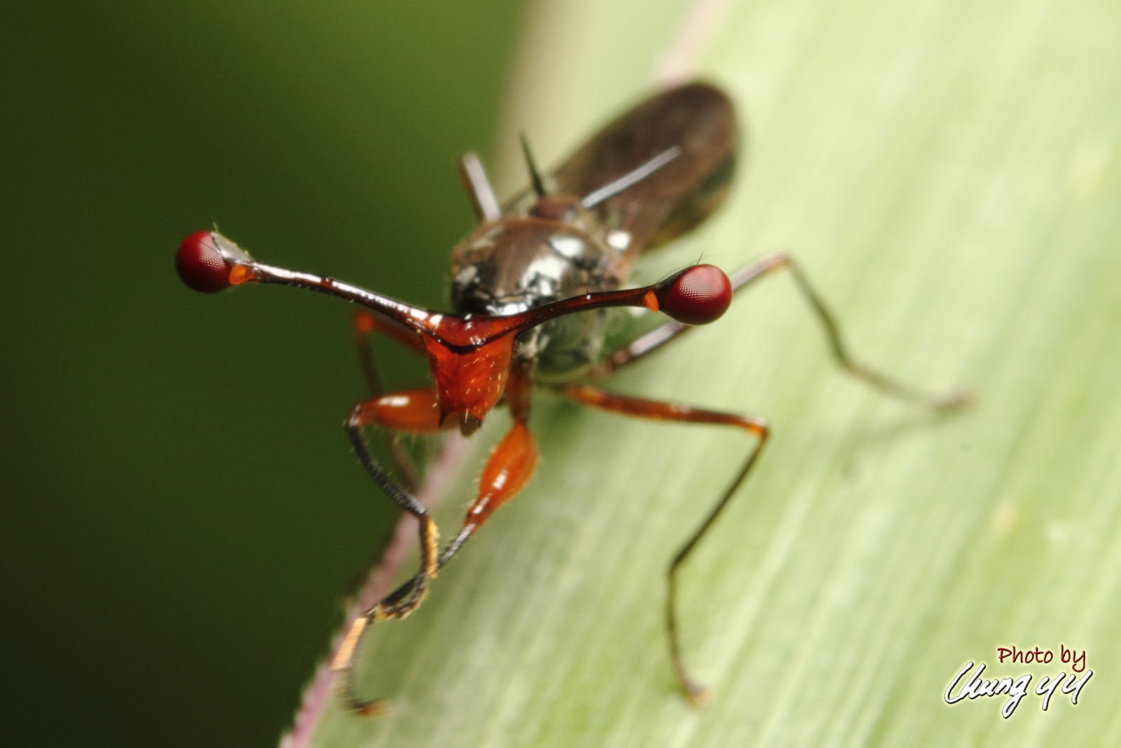 cyy4993: Stalk-eyed Fly [Diopsidae] 柄眼蝇
