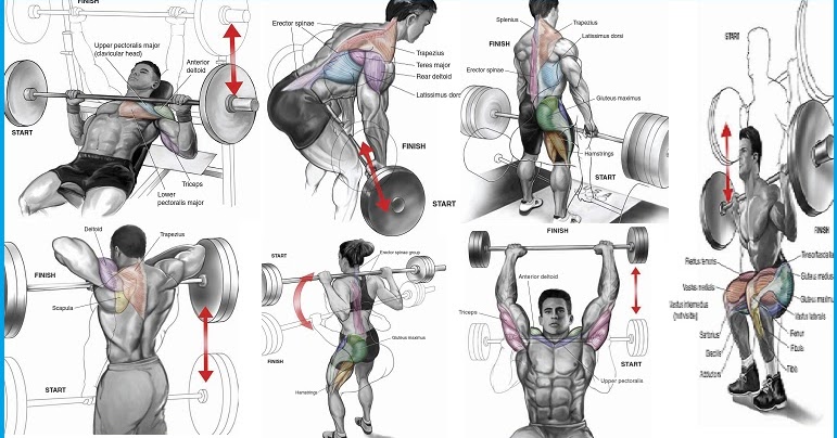 Barbell Exercises That Suit Beginners ~ multiple fitness