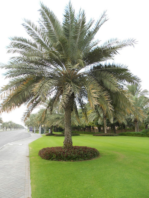 Natural Picture: A Date tree