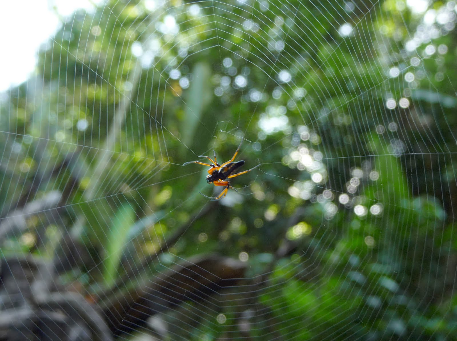 Spiders and me: Dreaming about Colombia, part 1: El Paujil reserve