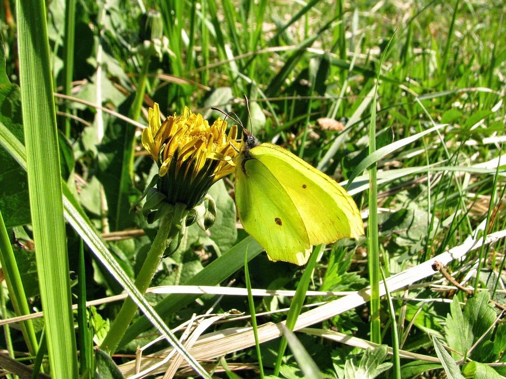 Metsarahva memuaarid: Kevad ja liblikad