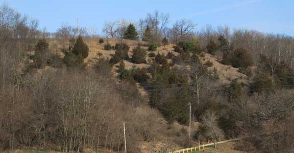 Tom's Blog: Cedar invasion on hill prairies in the Midwest