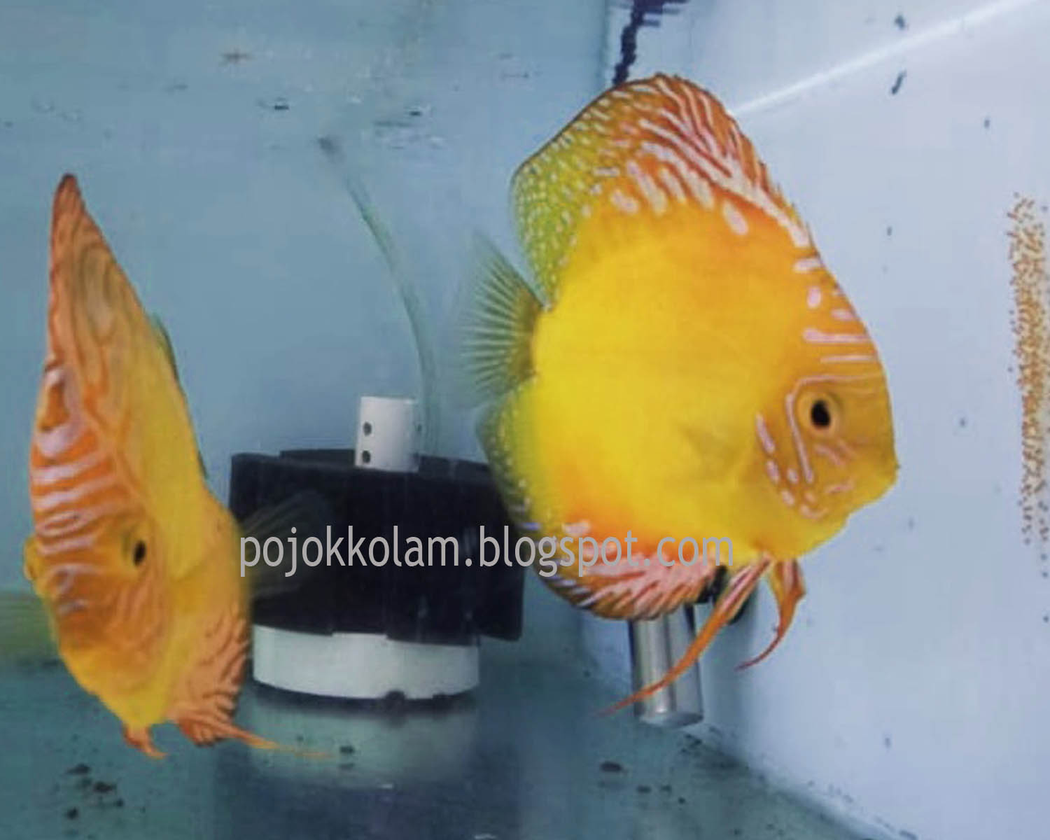 Ikan Discus - si raja akuarium