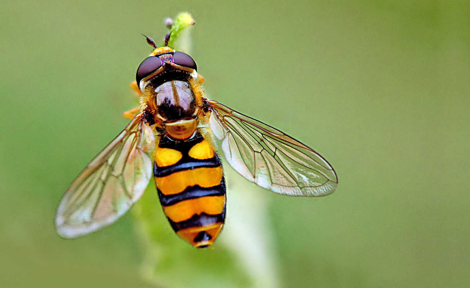 JJ's Photographic nature blog: I reveal just how hoverflies keep fit...