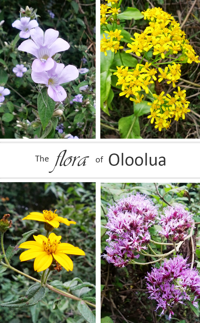 oinge: A Day to Remember on the Oloolua Nature Trail