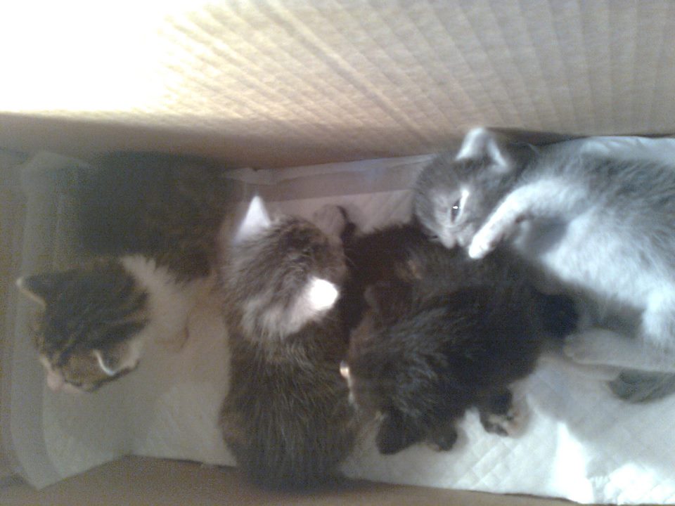 Blog de fotografii: Pui de pisica la o luna